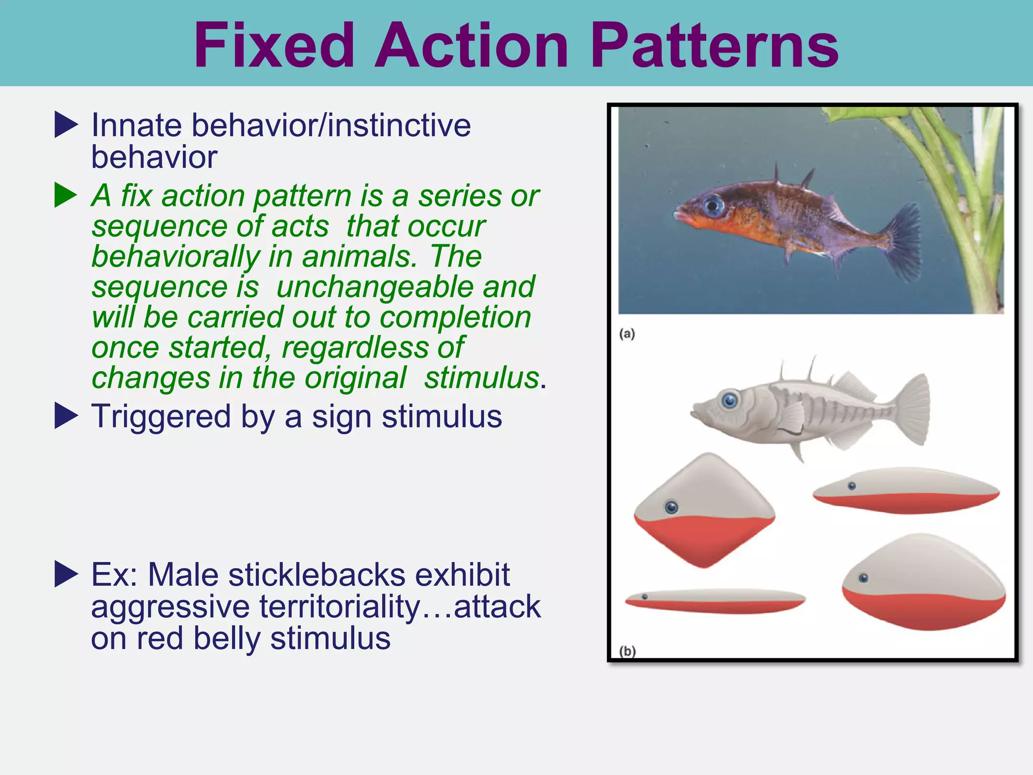 Types of Animal Behaviour (Imprinting and Fixed action pattern) | PDF