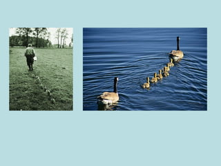 Types of Animal Behaviour (Imprinting and Fixed action pattern) | PDF