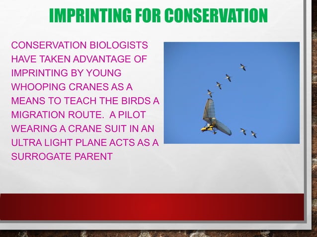 Types of Animal Behaviour (Imprinting and Fixed action pattern) | PPT