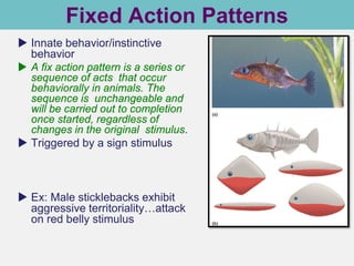 Types of Animal Behaviour (Imprinting and Fixed action pattern) | PDF