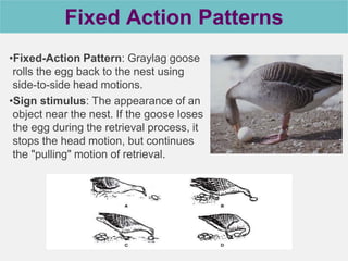 Types of Animal Behaviour (Imprinting and Fixed action pattern) | PDF