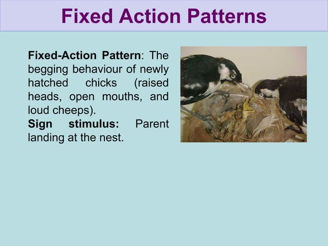 Types of Animal Behaviour (Imprinting and Fixed action pattern) | PPT