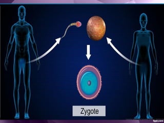 Individualno razvice coveka | PPT