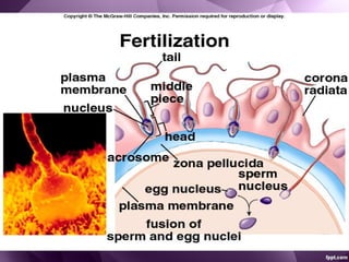 Individualno razvice coveka | PPT