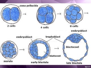 Individualno razvice coveka | PPT