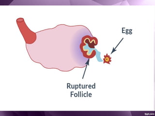 Individualno razvice coveka | PPT