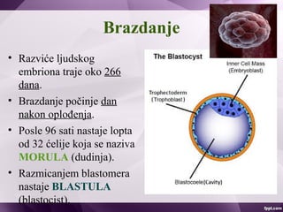 Individualno razviće čoveka | PPT