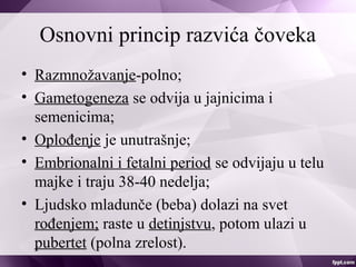 Individualno razviće čoveka | PPT