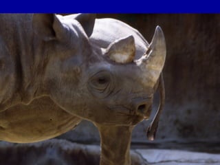 Individual recognition | PPT