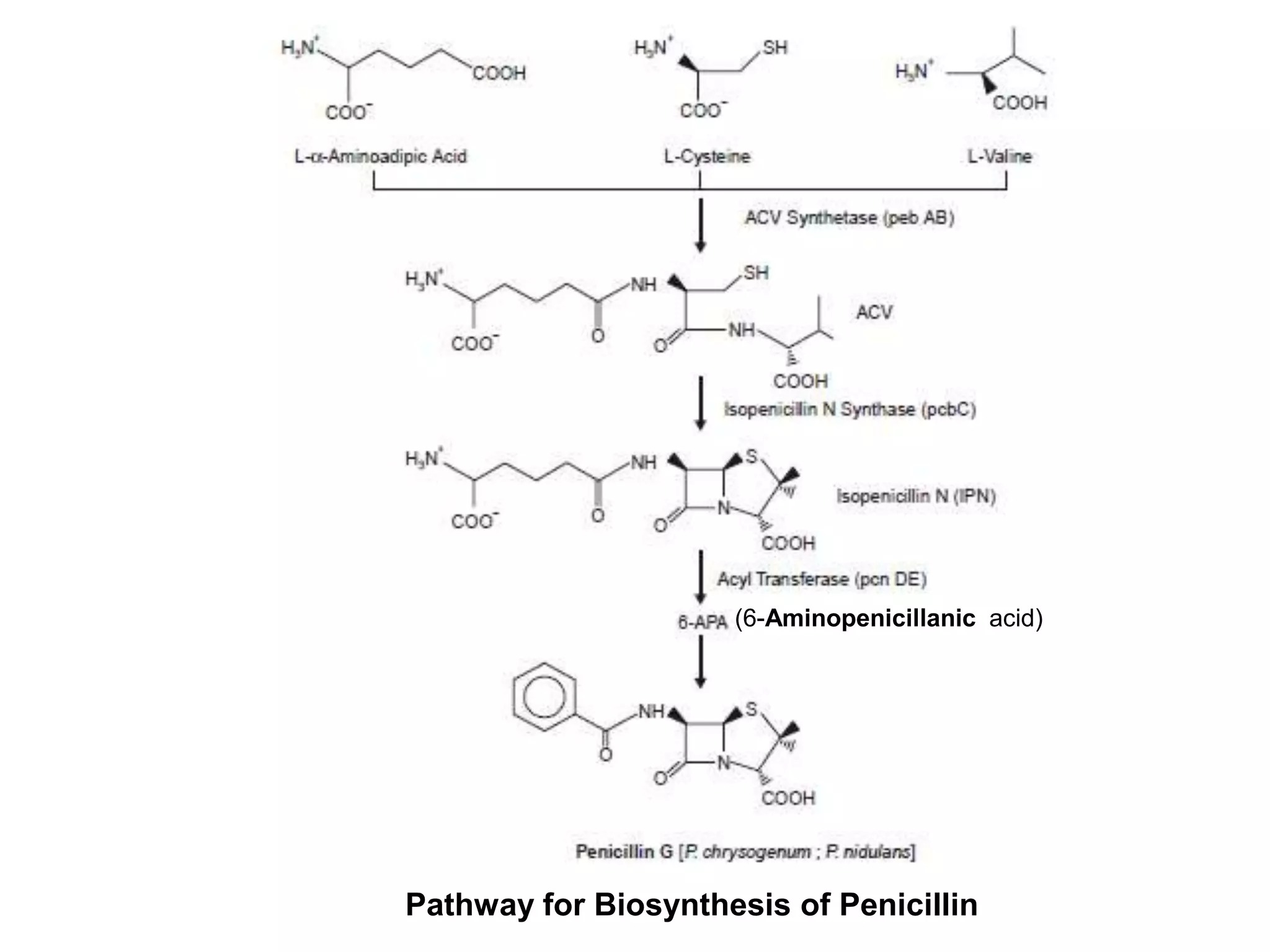 ind micro-penicillin production.ppt