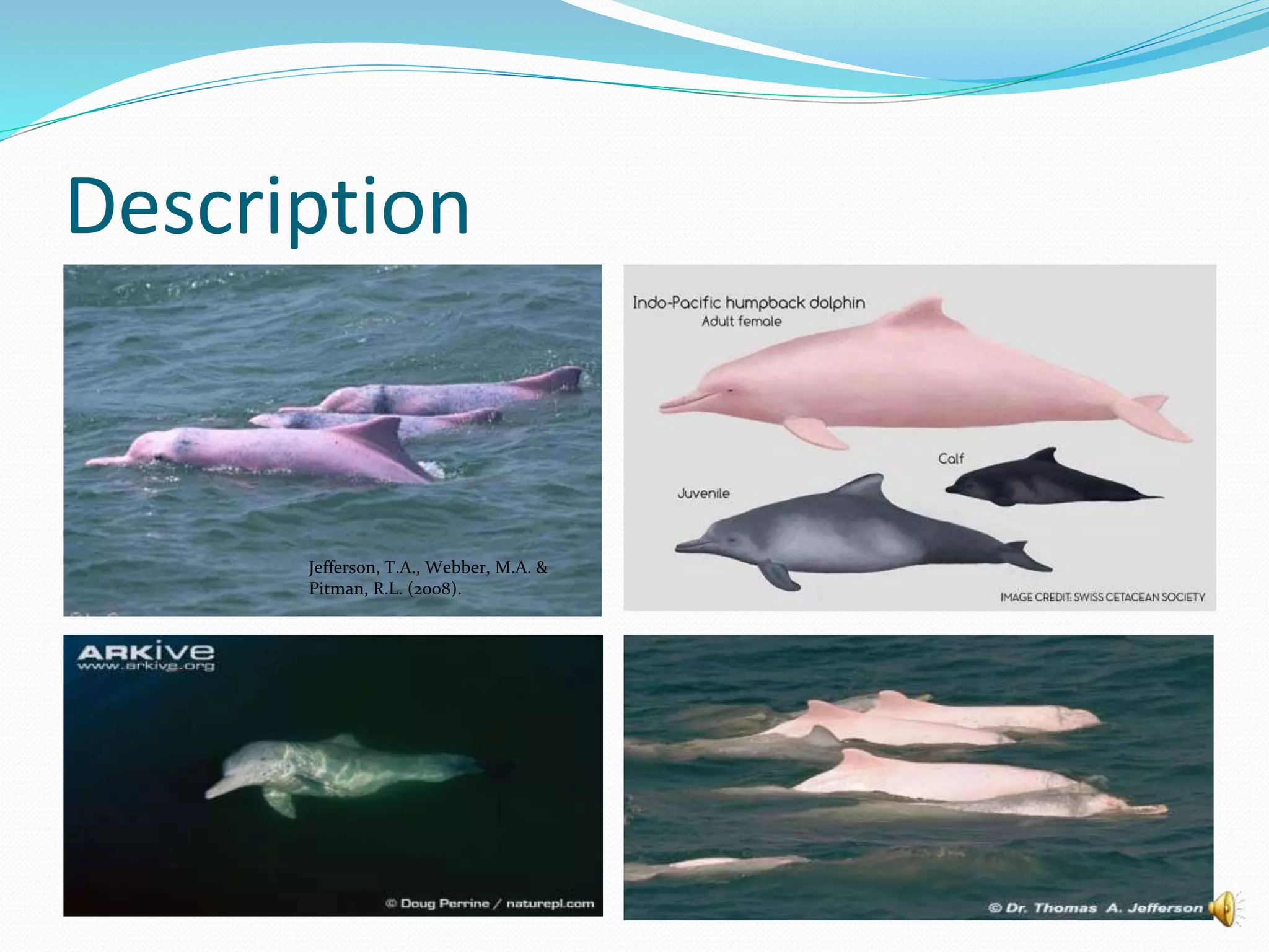 Indo pacific humpback dolphins | PPSX