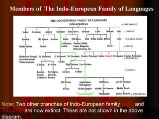 A Picture from the Indo European Family Tree Language | PPT