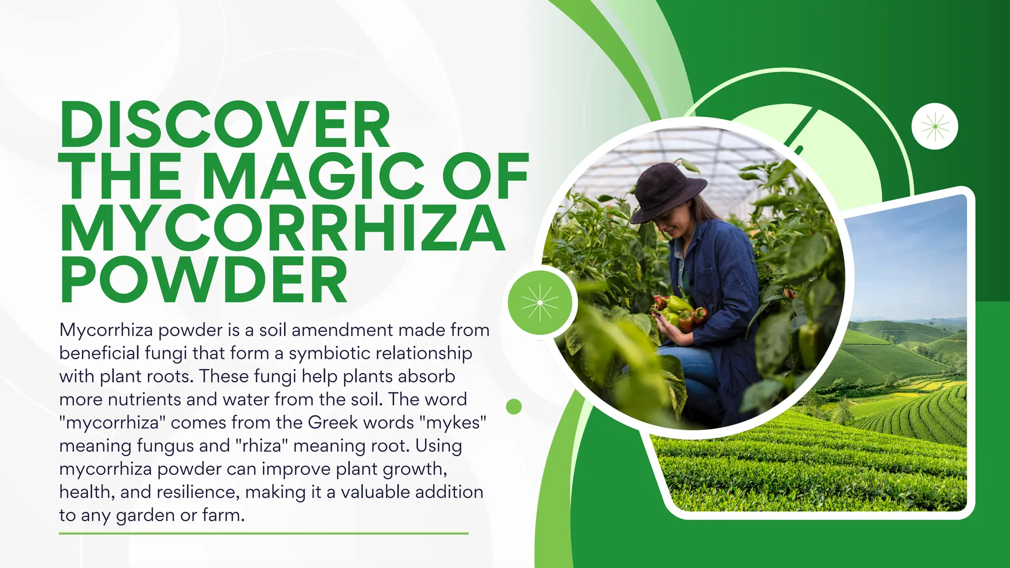 Using Mycorrhizae Powder for Healthier Plants | PDF