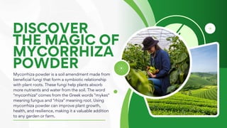 Using Mycorrhizae Powder for Healthier Plants | PDF | Agriculture ...
