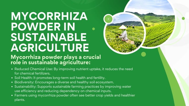 Using Mycorrhizae Powder for Healthier Plants | PDF | Agriculture ...