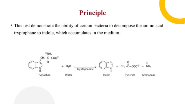 INDOLE TEST for identification of bacteria.pptx