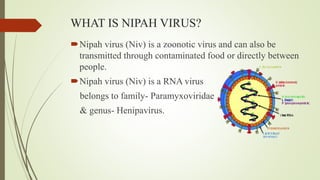 NIPAH VIRUS | PPTX