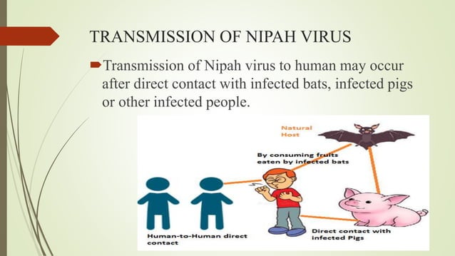 NIPAH VIRUS | PPTX