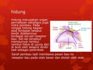 Sistem Indra Pada Manusia | PPTX