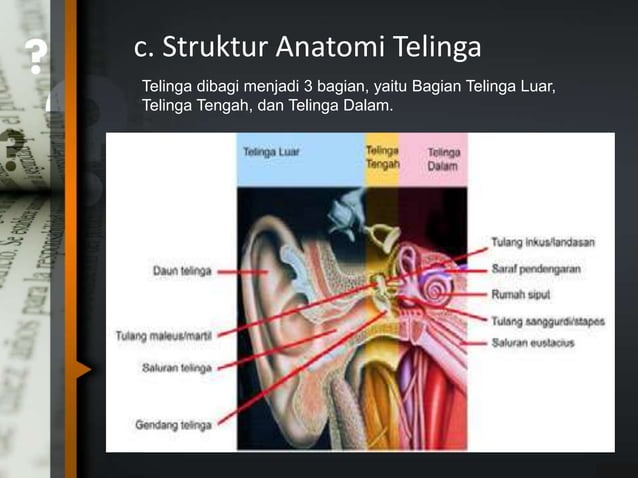 Indra_Pendengaran_Manusia_Telinga_Power.ppt