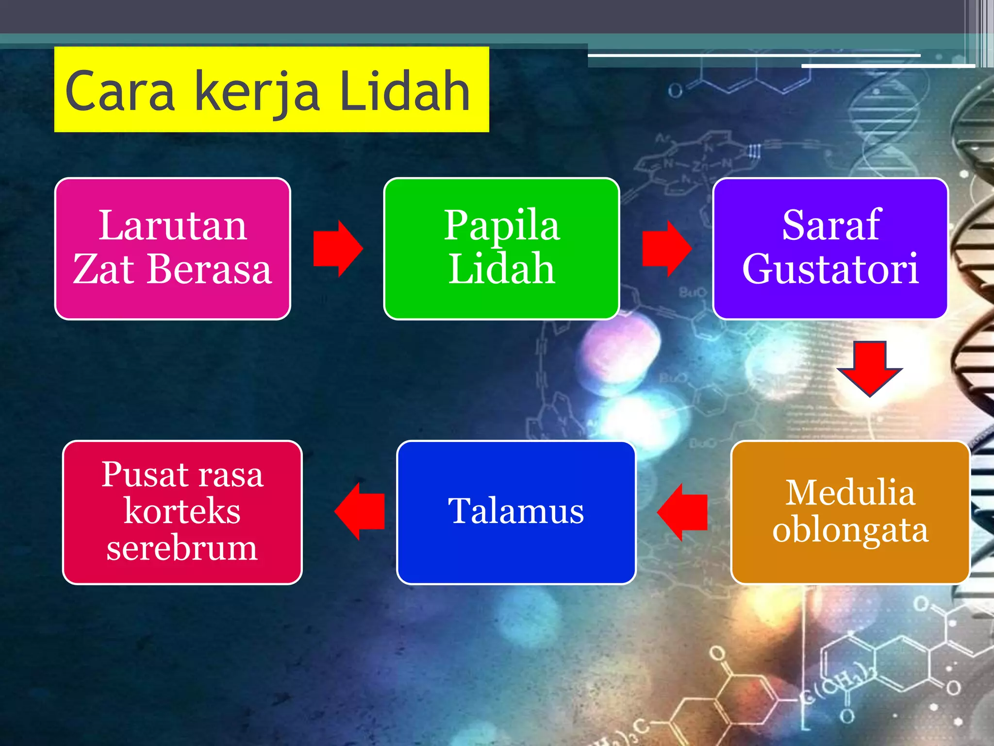Indra pengecap | PPTX