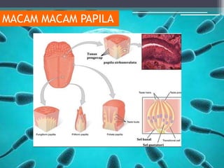 Indra pengecap | PPTX