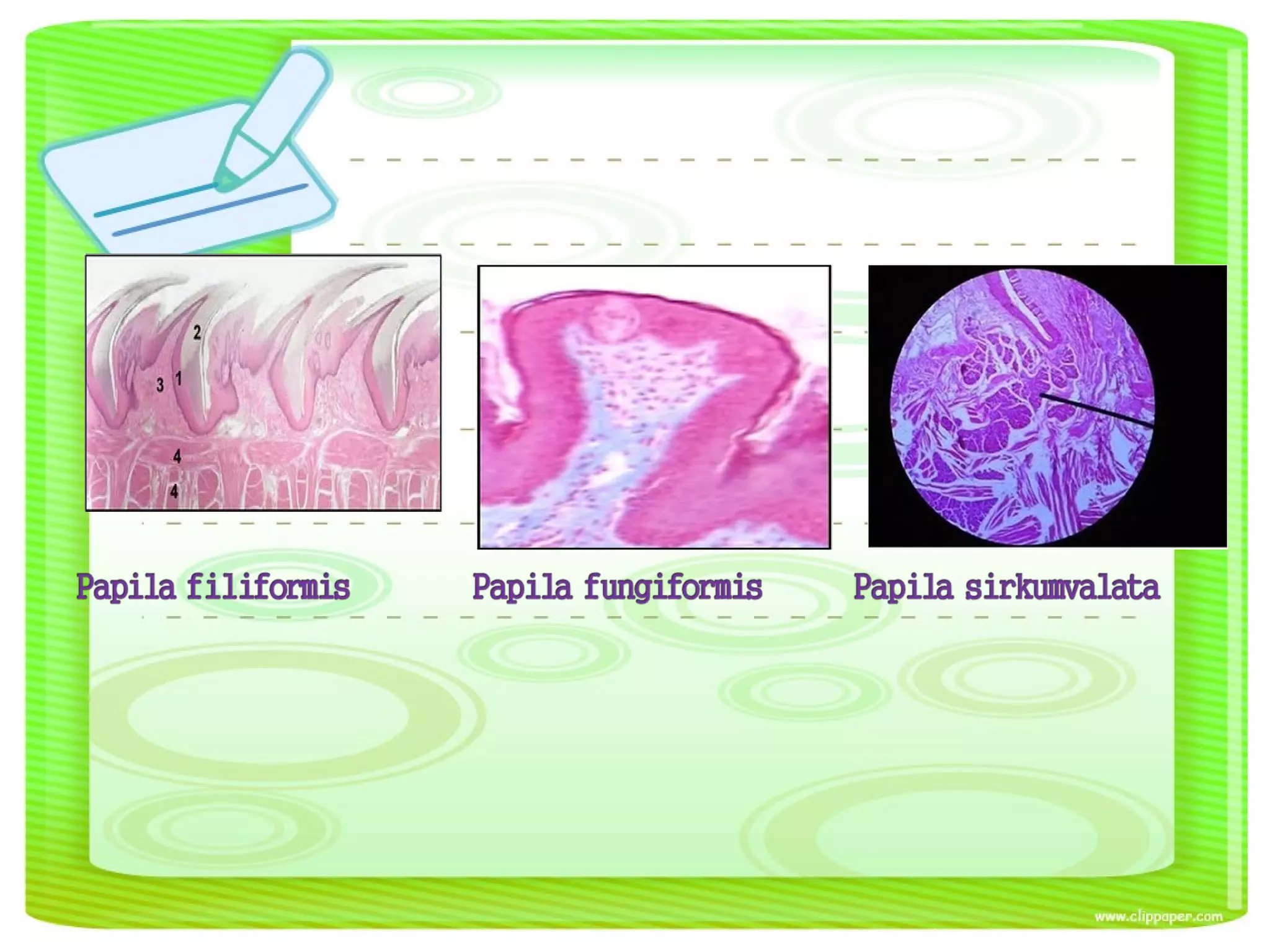 Indra pengecap | PPT
