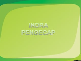 Indra pengecap | PPT
