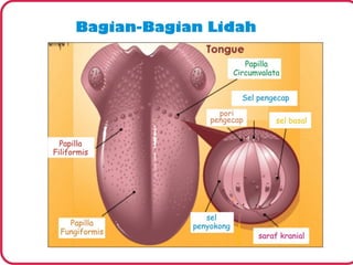 Indra pengecap | PPT