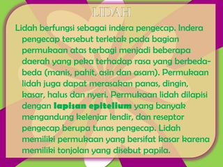 Indra pengecap | PPT