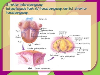 Indra pengecap | PPT