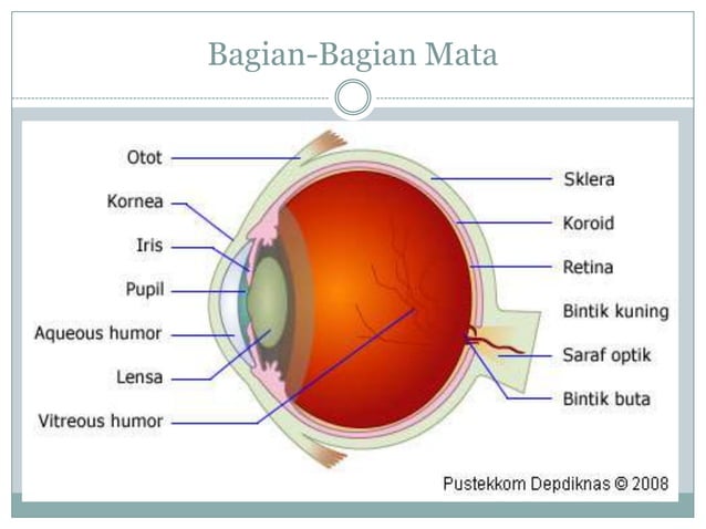 Indra penglihatan (mata) | PPTX