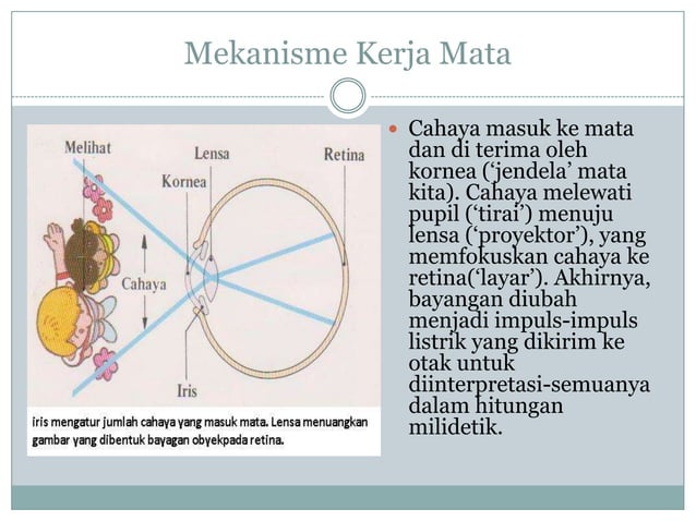 Indra penglihatan (mata) | PPTX