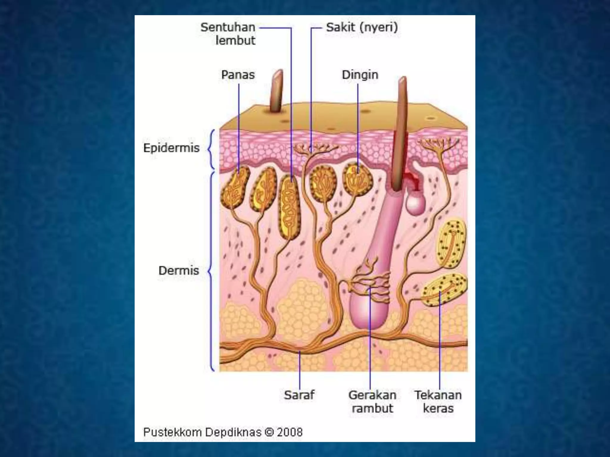Indra peraba (kulit) ppt | PPTX