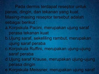 Indra peraba (kulit) ppt | PPTX