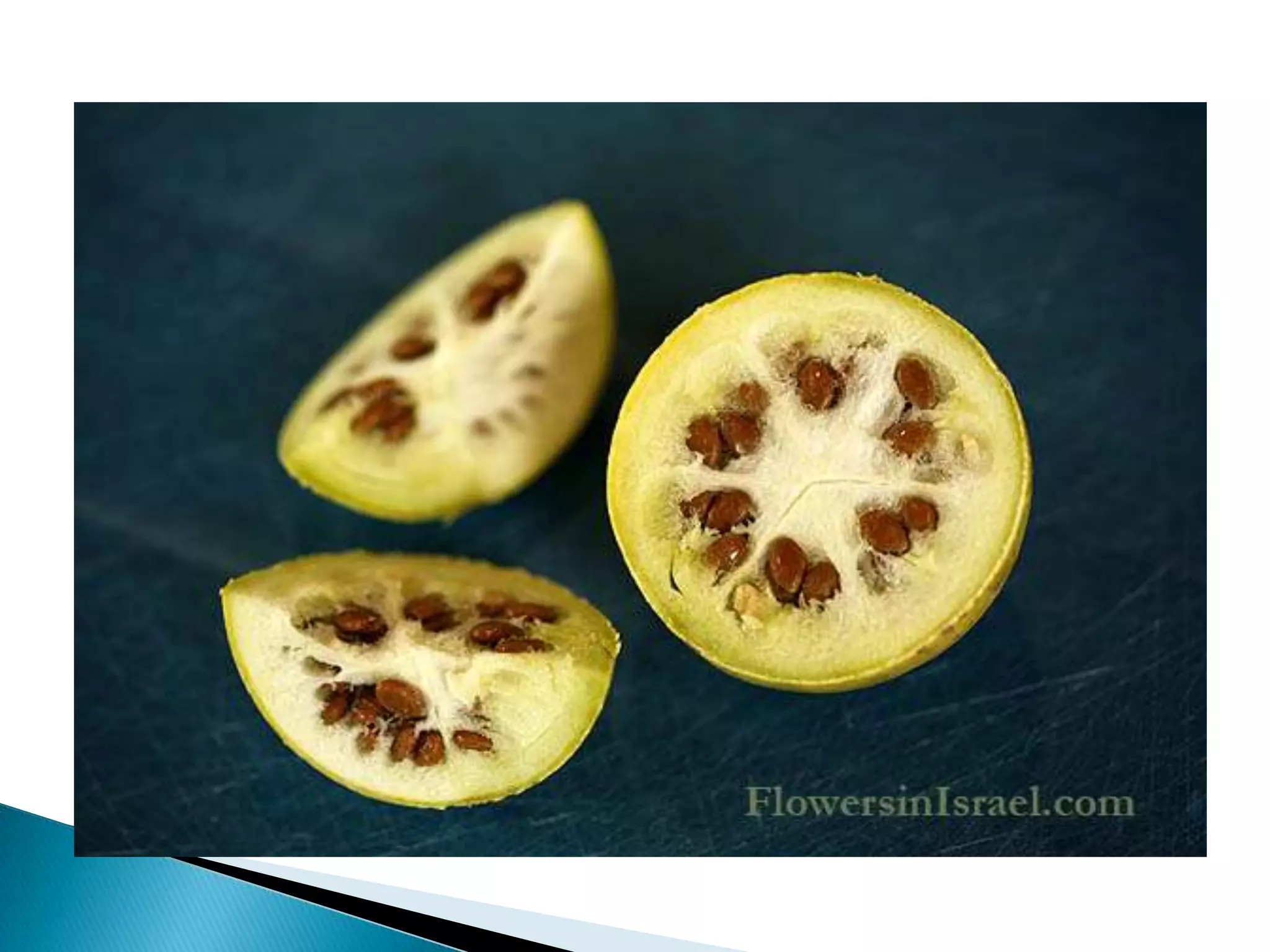 Ayurvedic Pharmacology of Citrullus colocynthis & its Pharmacognocy | PPT