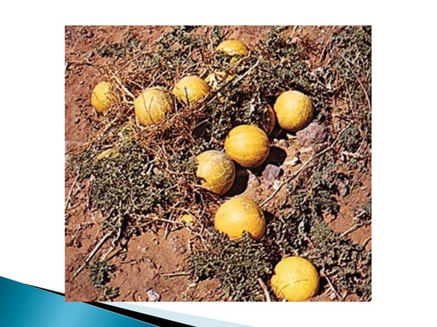 Ayurvedic Pharmacology of Citrullus colocynthis & its Pharmacognocy | PPT