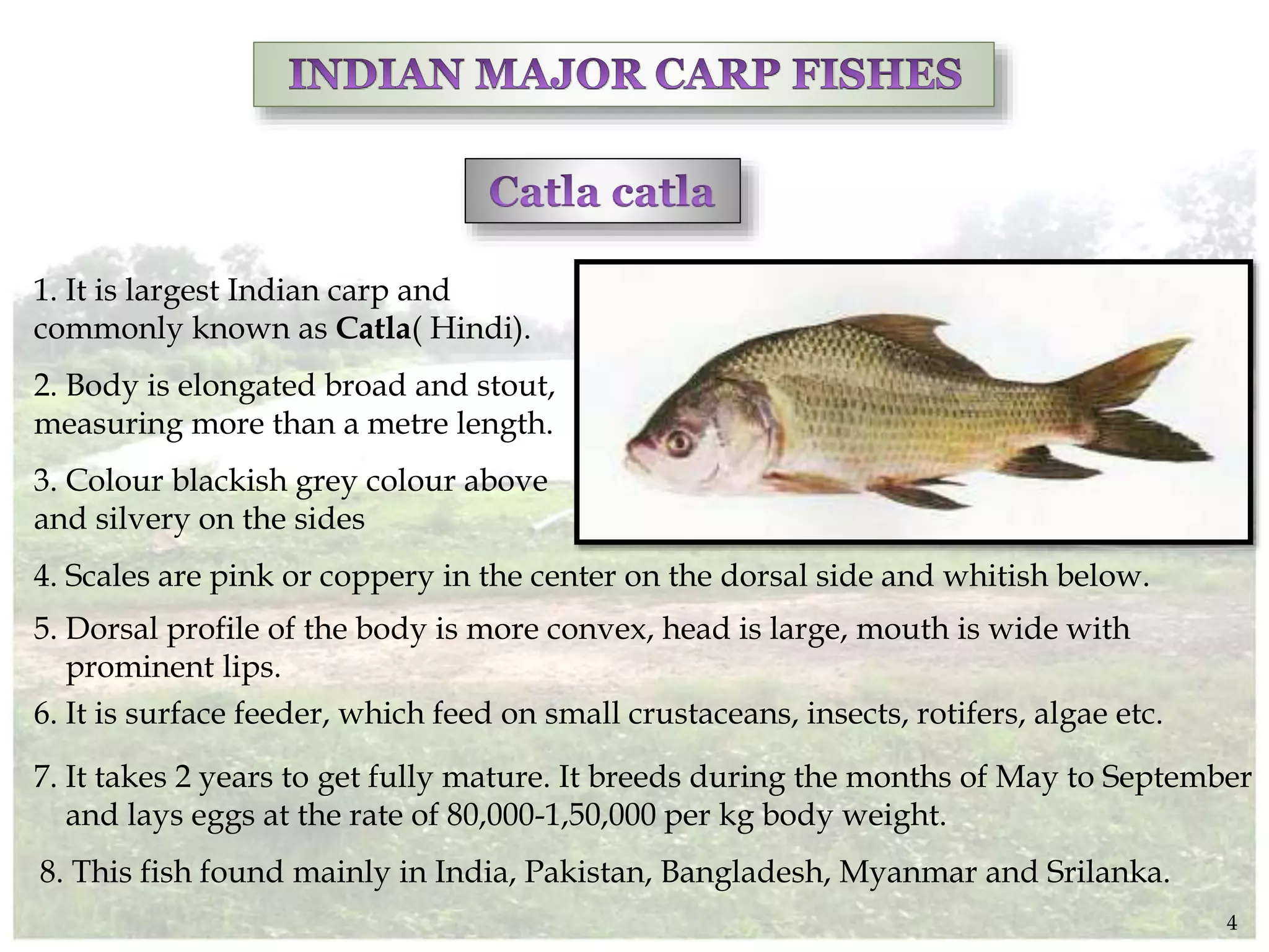 Induce breeding indian major carp bkk | PPTX