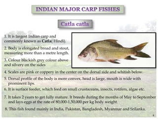 Induce breeding indian major carp bkk | PPTX