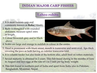 Induce breeding indian major carp bkk | PPTX