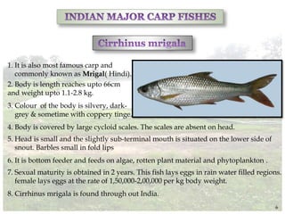 Induce breeding indian major carp bkk | PPTX