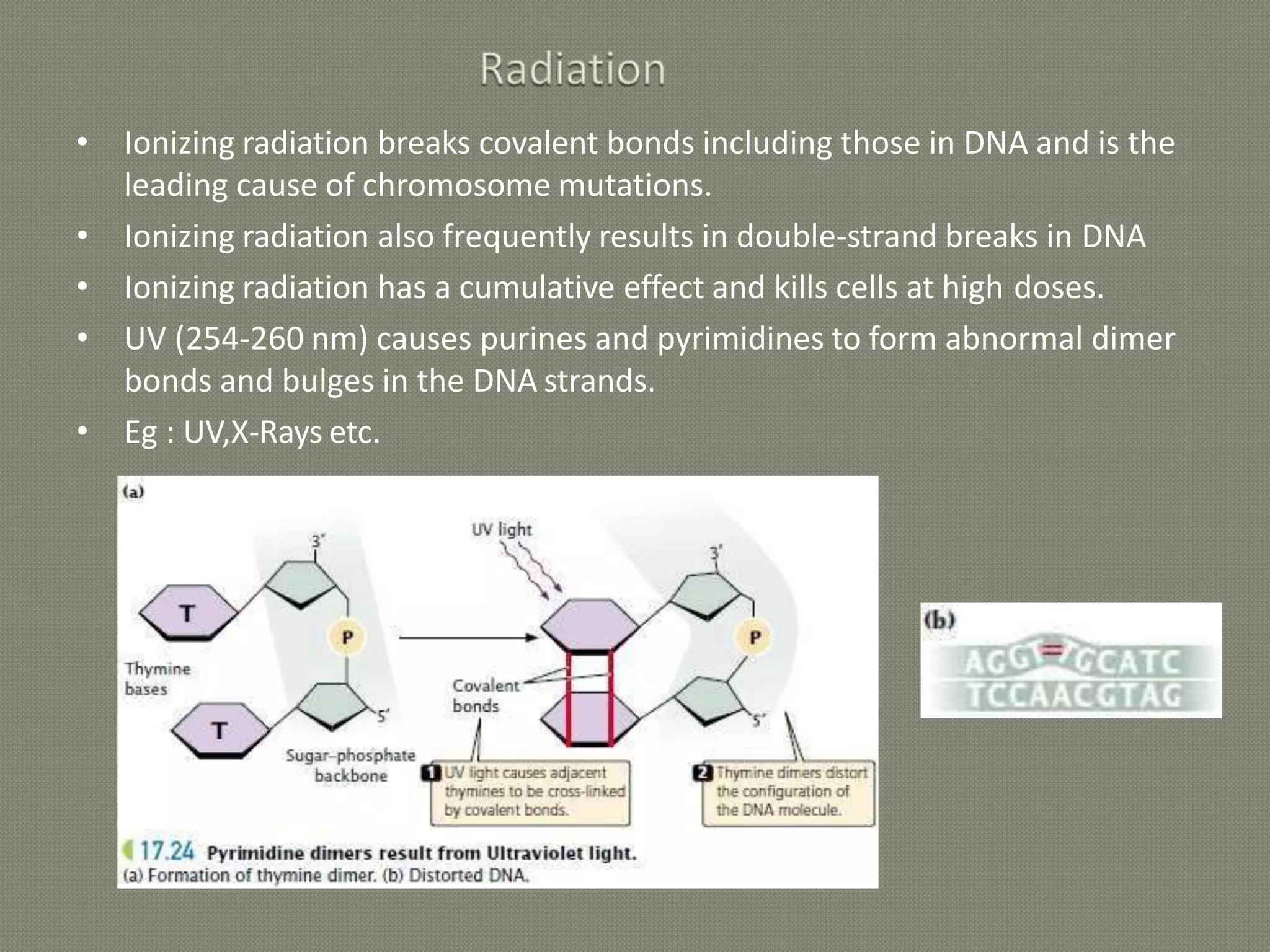 Induced and spontaneous mutation | PPTX