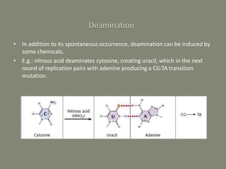 Induced and spontaneous mutation | PPTX