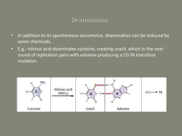 Induced and spontaneous mutation | PPTX