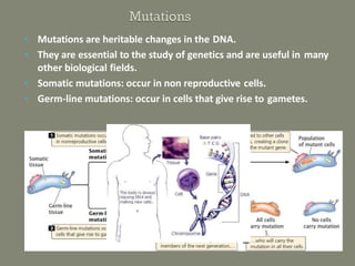 Induced and spontaneous mutation | PPTX