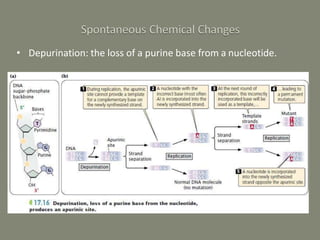 Induced and spontaneous mutation | PPTX