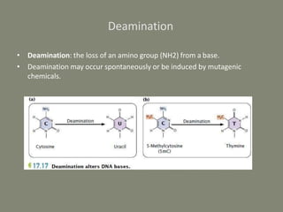 Induced and spontaneous mutation | PPTX
