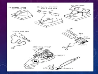 Induced breeding in fishes | PPTX