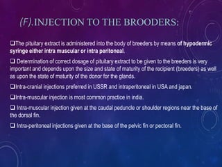 Induced breeding in fishes | PPTX