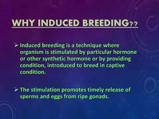 Induced breeding in fishes | PPTX